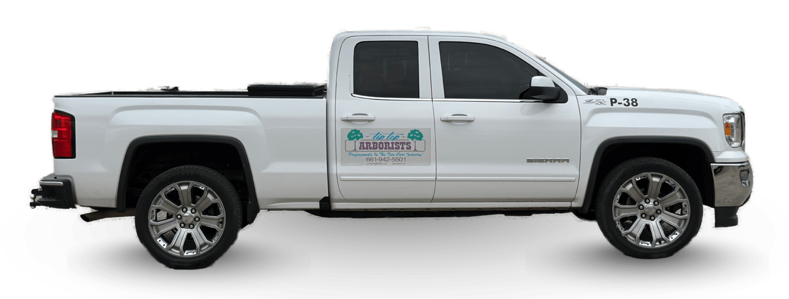 Top 10 Tree Problems in Los Angeles - Tip Top Arborists