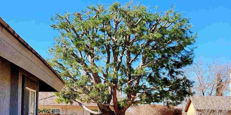 Bad Pruning Cuts - How They Can Harm Your Tree